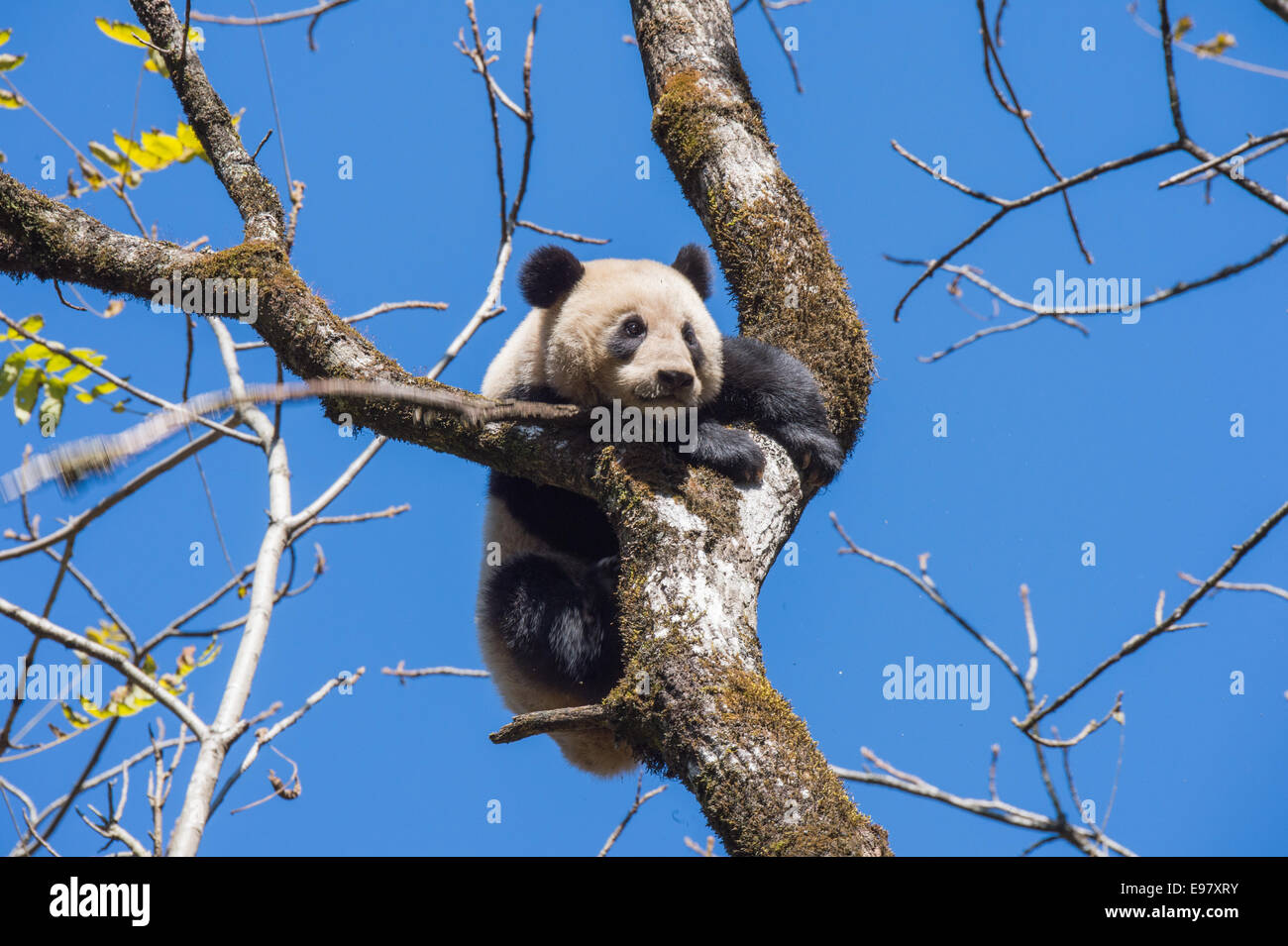 A panda in training climbs a tree as its moved into a new enclosure at ...