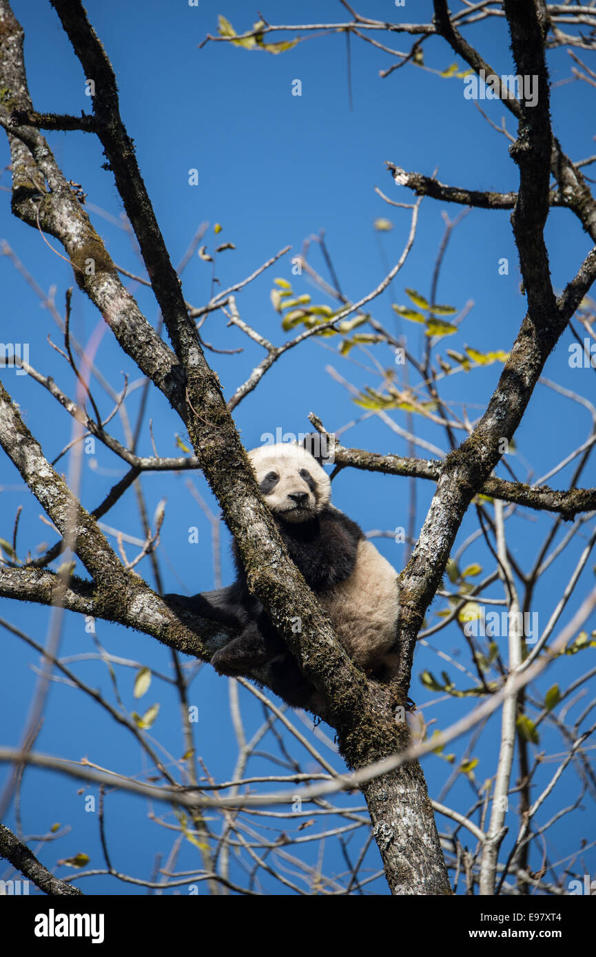 A panda in training climbs a tree as its moved into a new enclosure at ...