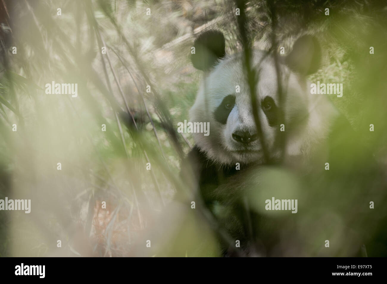 A 14 year old panda named YeYe holds her at this point unnamed one ...