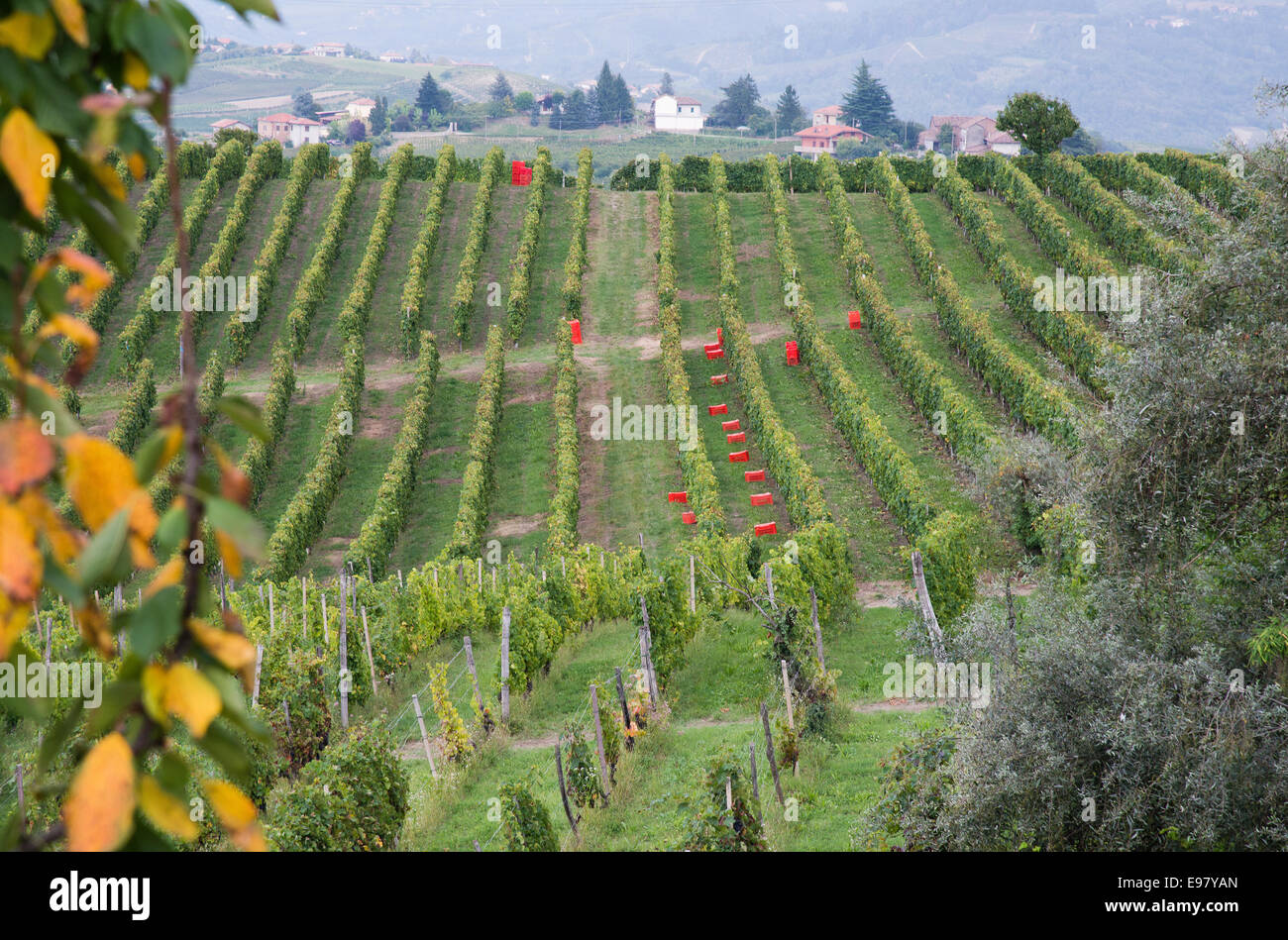 Italy,panorama of vineyards of Piedmont: Langhe-Roero and Monferrato on ...