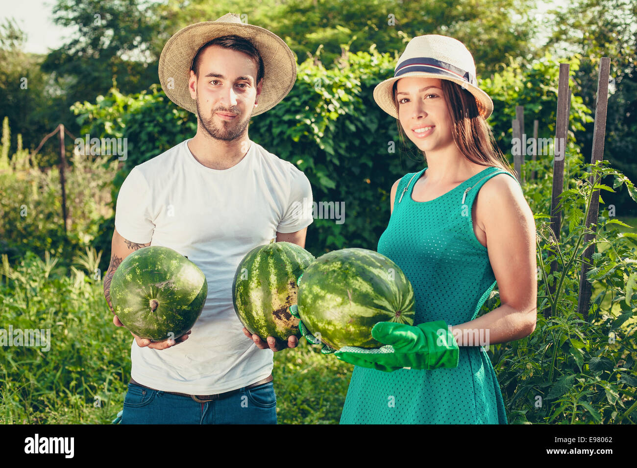 Harvesting watermelon hi-res stock photography and images - Alamy