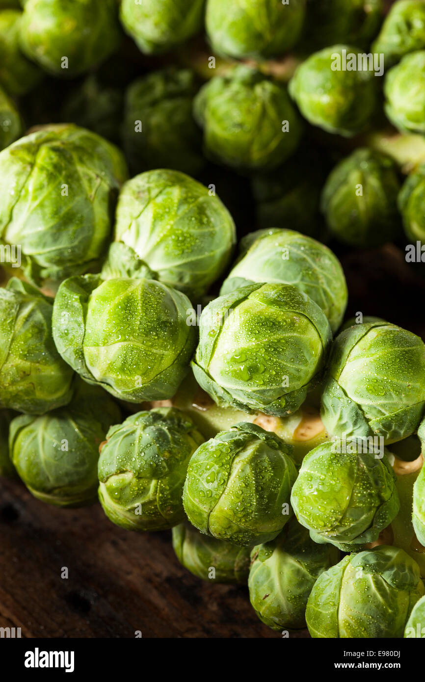 Inspiring Brussel Sprouts On Stalk Pictures