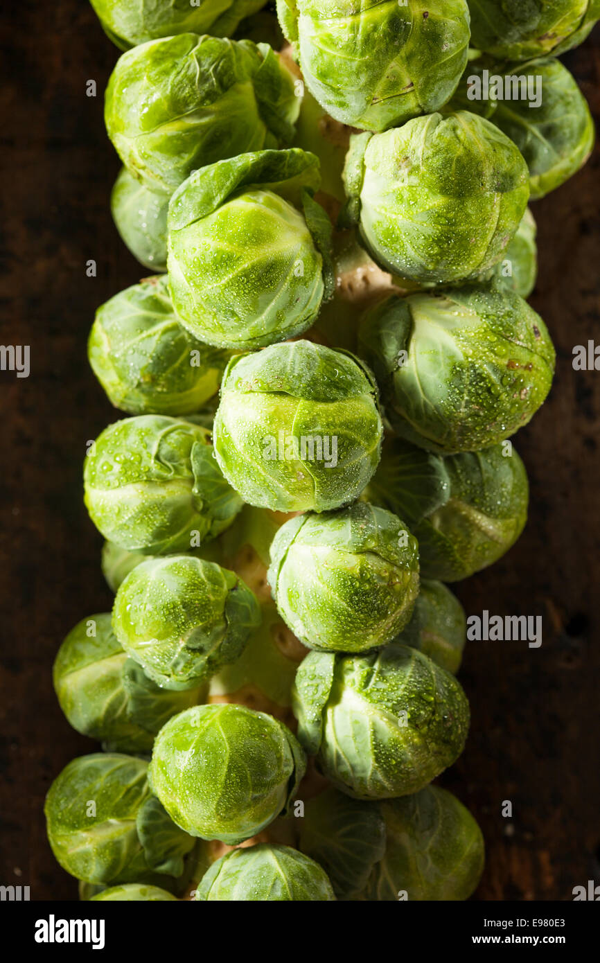 Raw Green Organic Brussel Sprouts on the Stalk Stock Photo - Alamy