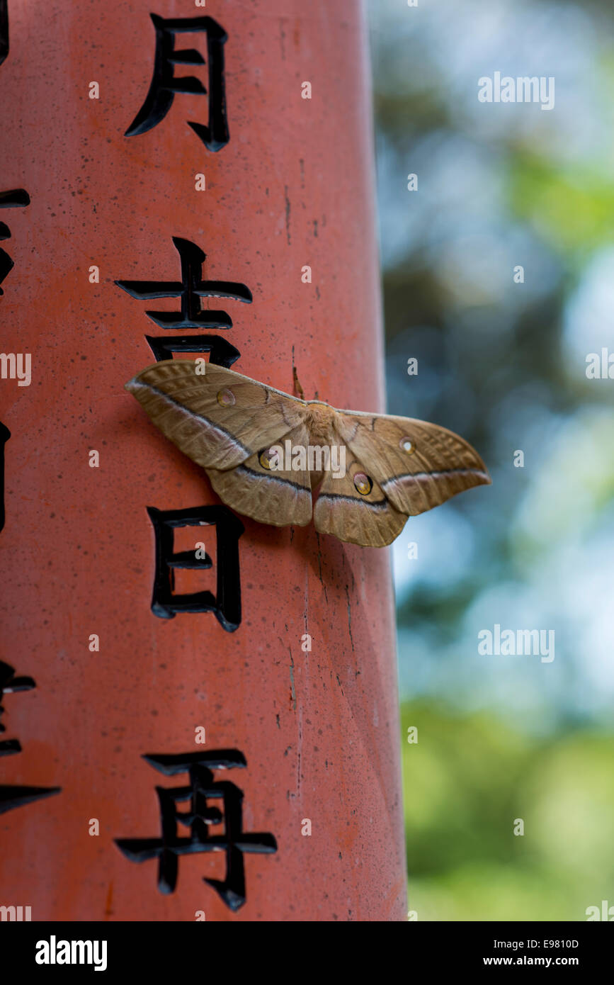 A Japanese Silk Moth rests at the Fushimi Inari Shrine Stock Photo - Alamy