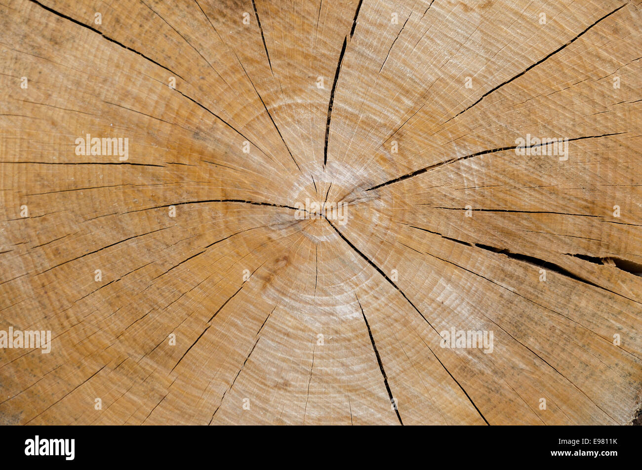Slice of wood timber natural background Stock Photo - Alamy