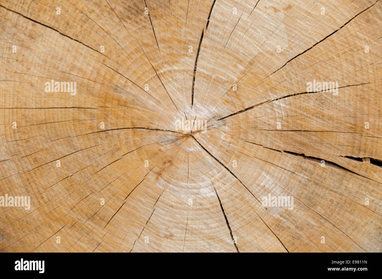 Slice of wood timber natural background Stock Photo - Alamy