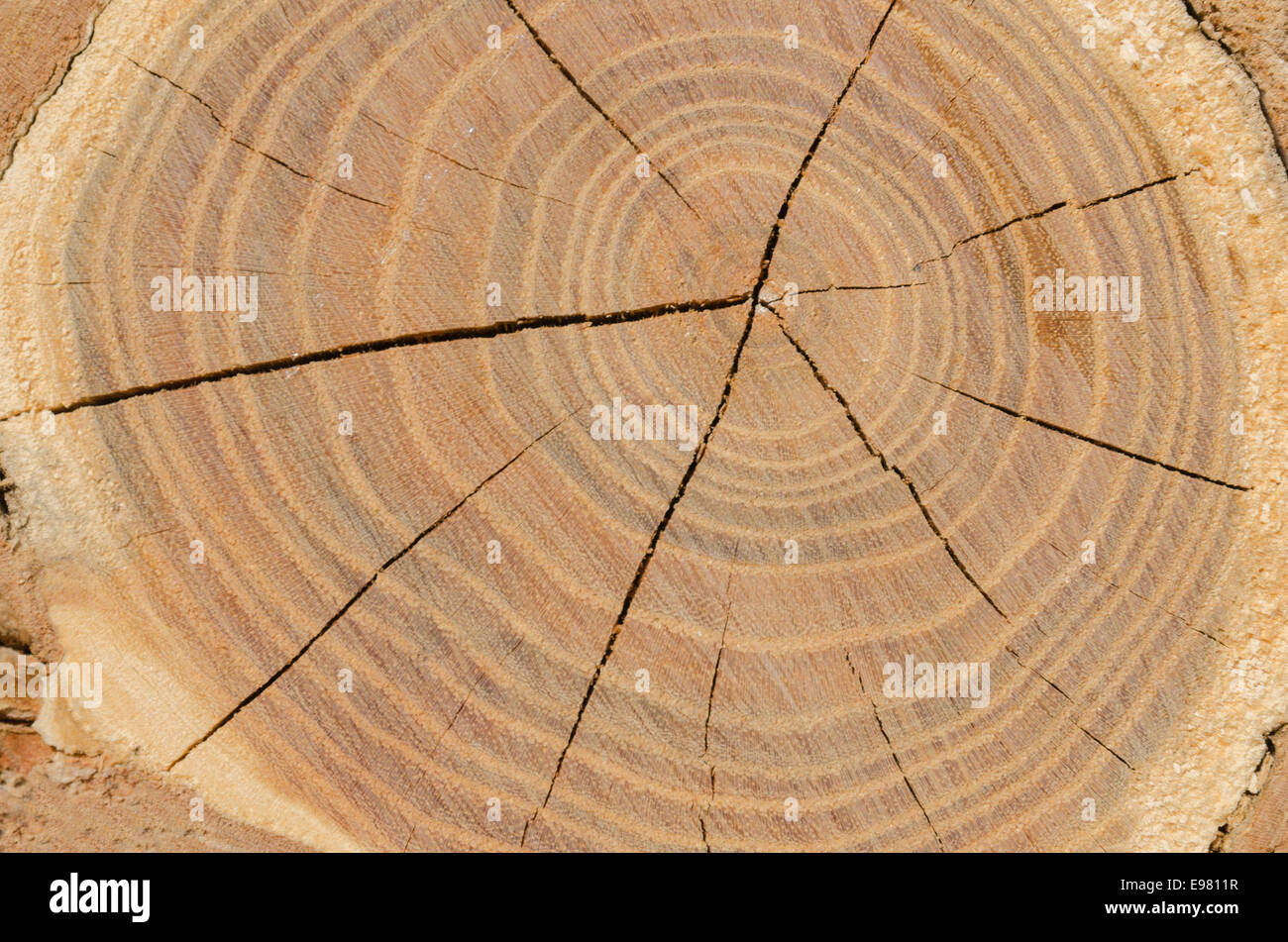 Slice of wood timber natural background Stock Photo - Alamy