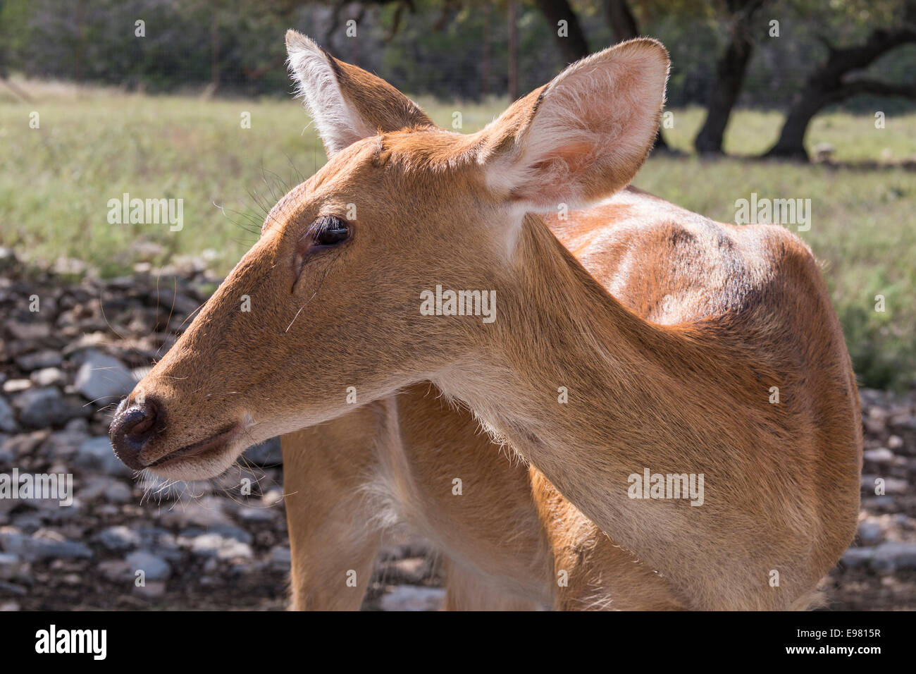 Ancient cervid lineage hi-res stock photography and images - Alamy