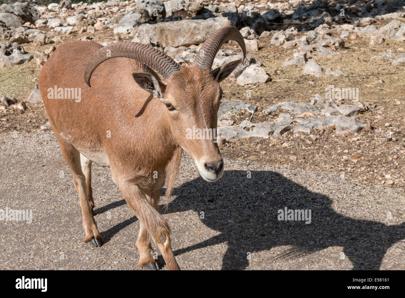 Barbary Sheep, also known as Aoudads, at Natural Bridge Wildlife Ranch ...