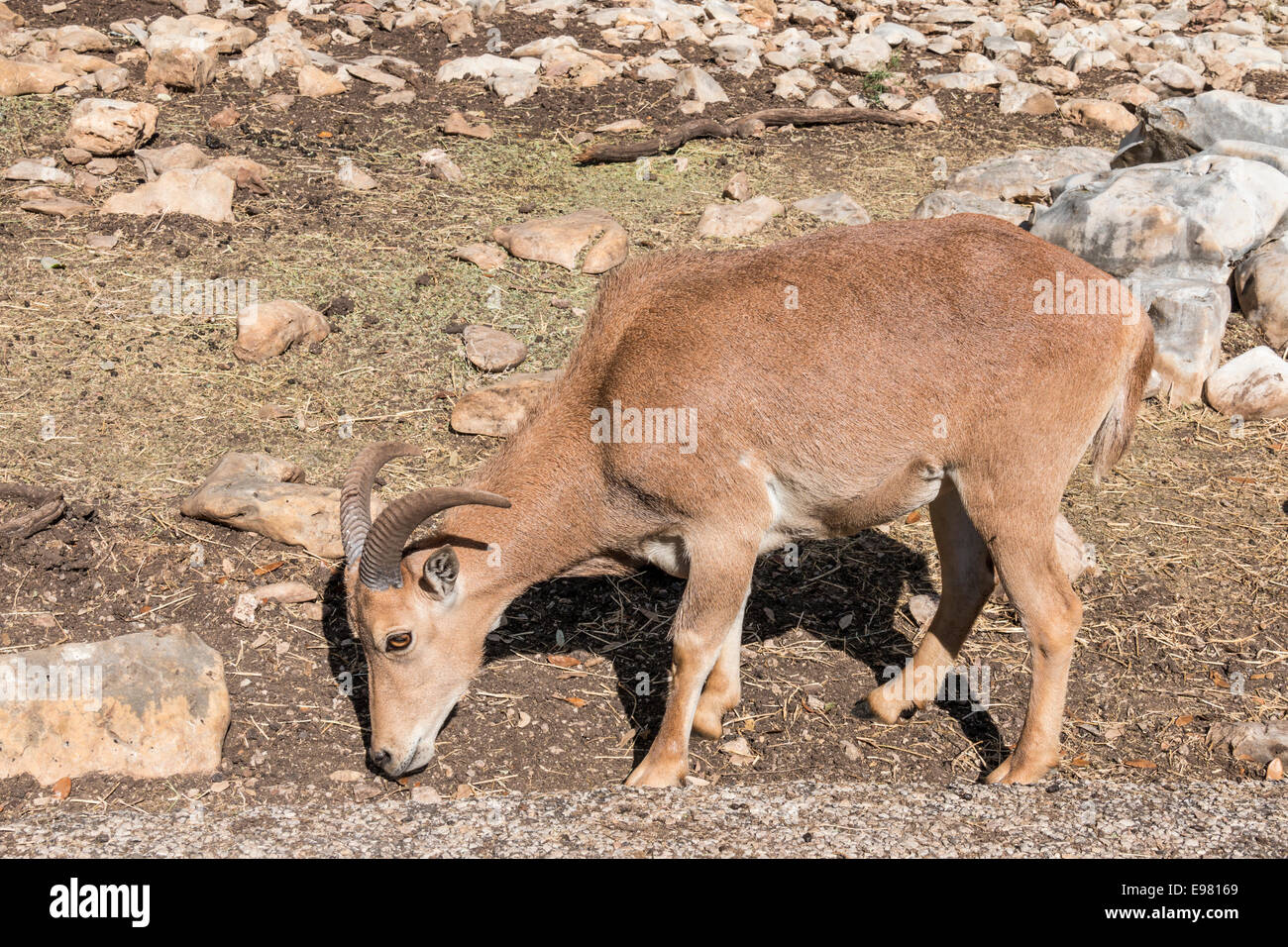 Species of caprid goat antelope hi-res stock photography and images - Alamy