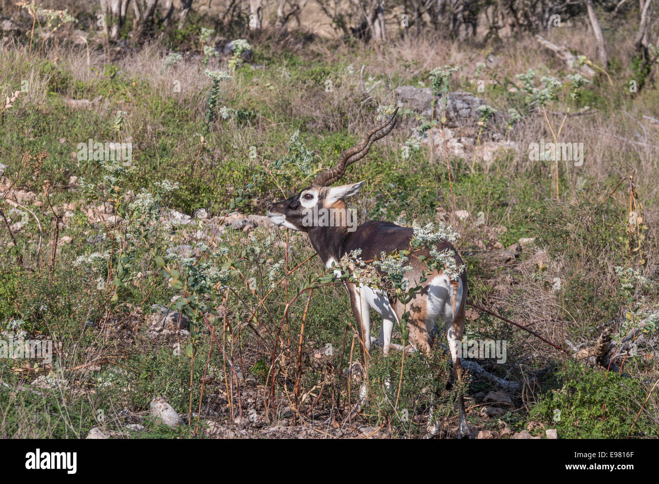Indian antelope species hi-res stock photography and images - Alamy