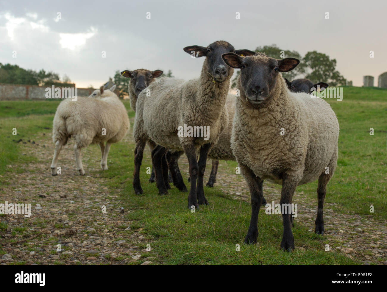 Sheep animal in farm hi-res stock photography and images - Alamy