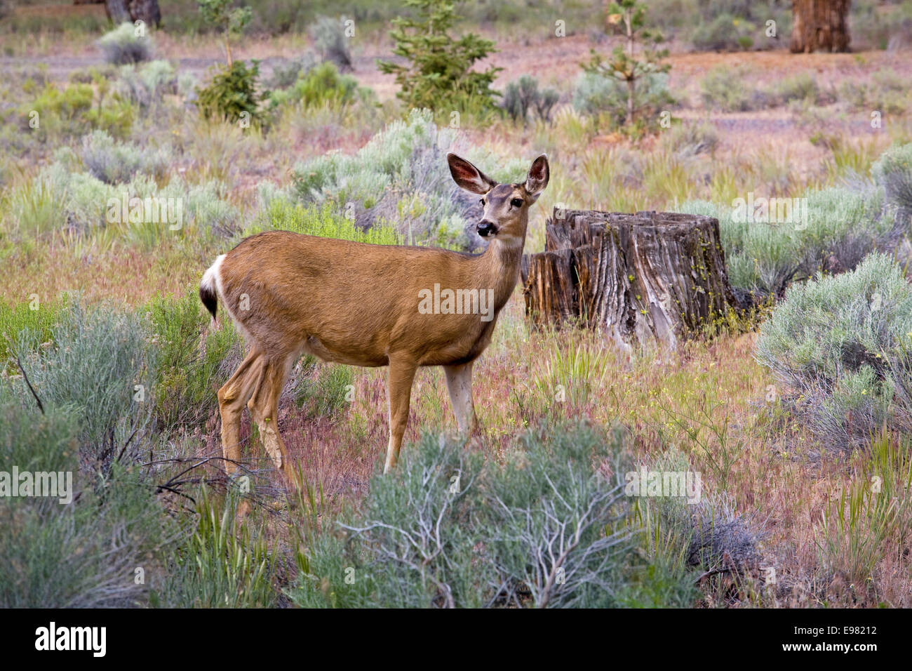 A young mule deer doe in a residential area near Bend, Oregon Stock ...