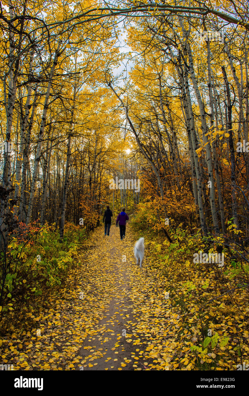 Fall Dog Walk Stock Photo - Alamy