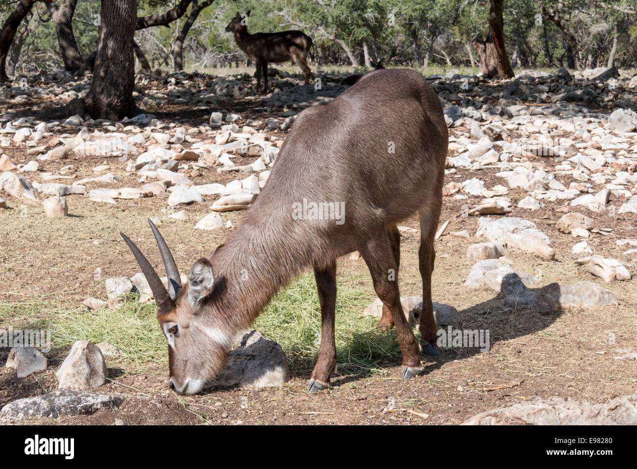 Waterbuck at Natural Bridge Wildlife Ranch, San Antonio, Texas Stock ...