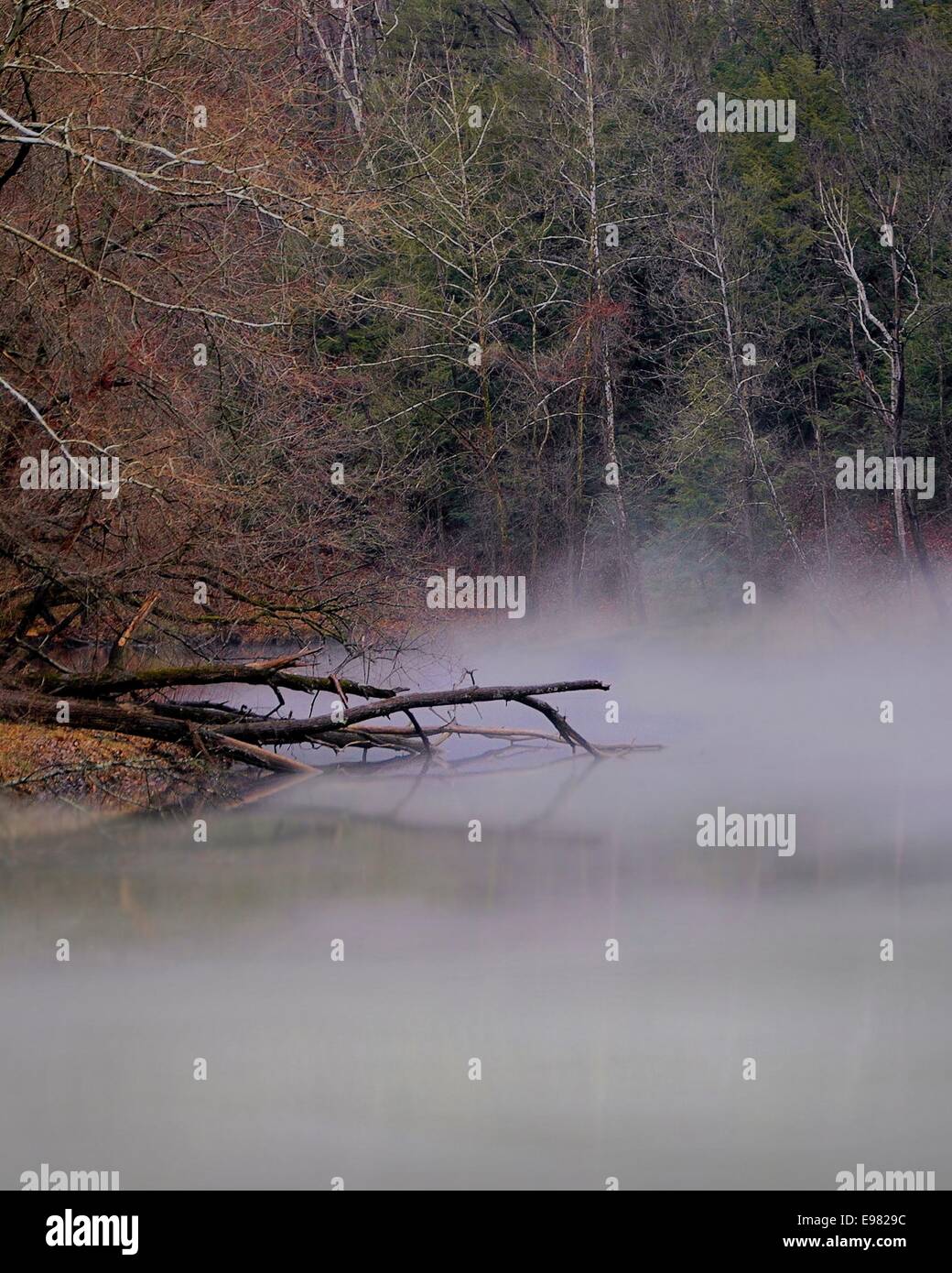 A forest scene of a river bend covered in mist and dead logs jutting ...