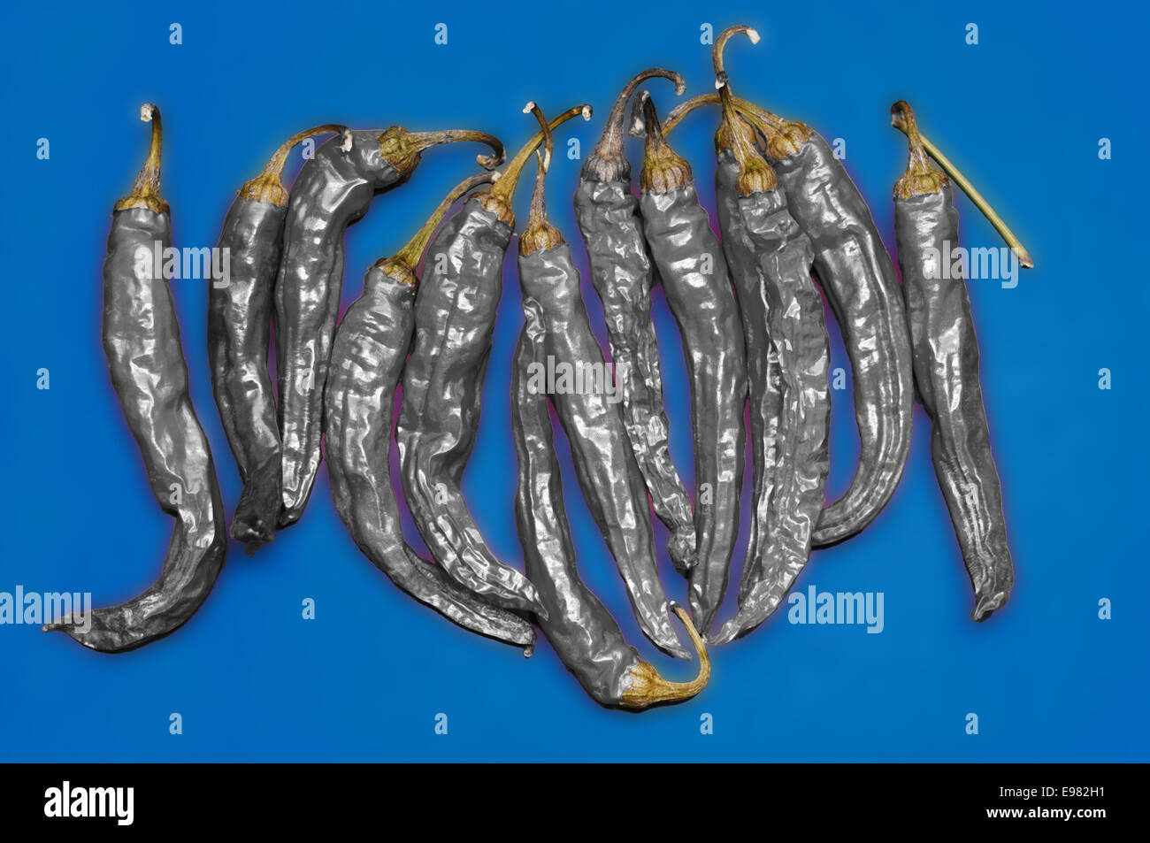Collection dozen chili peppers against bright blue background peppers ...