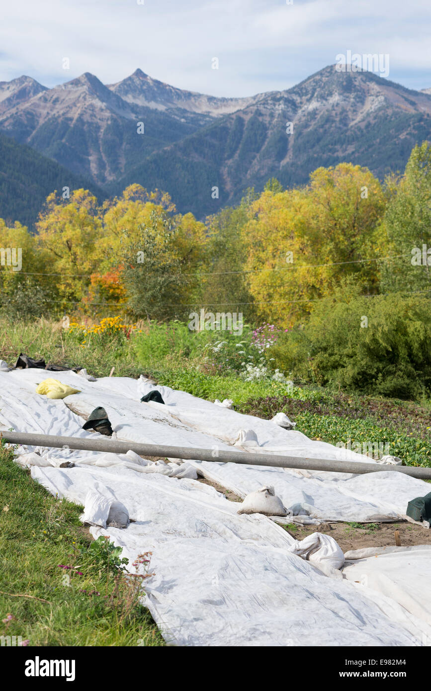 Row cover on crops on a farm in Oregon's Wallowa Valley Stock Photo - Alamy