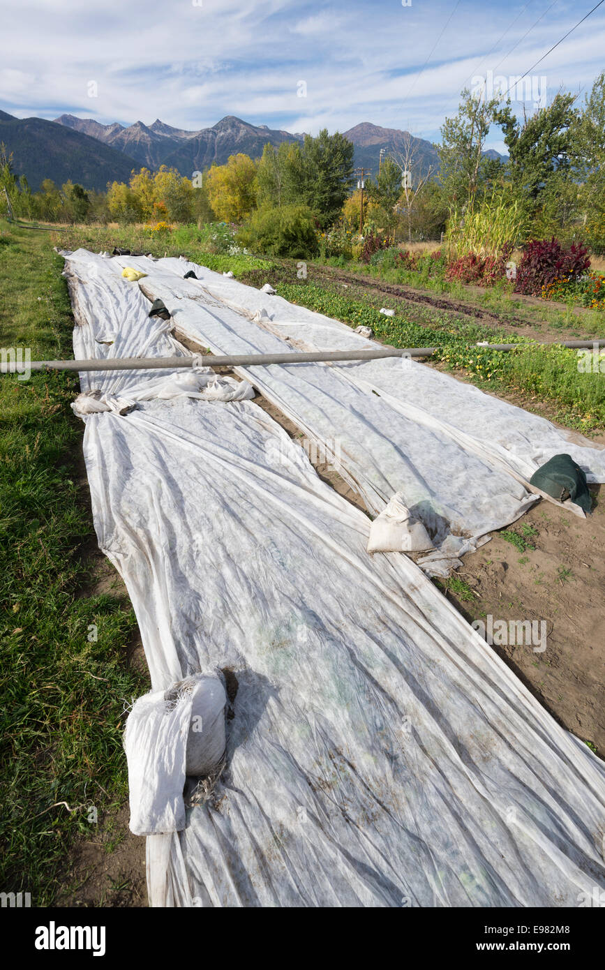 Row cover on crops on a farm in Oregon's Wallowa Valley Stock Photo - Alamy