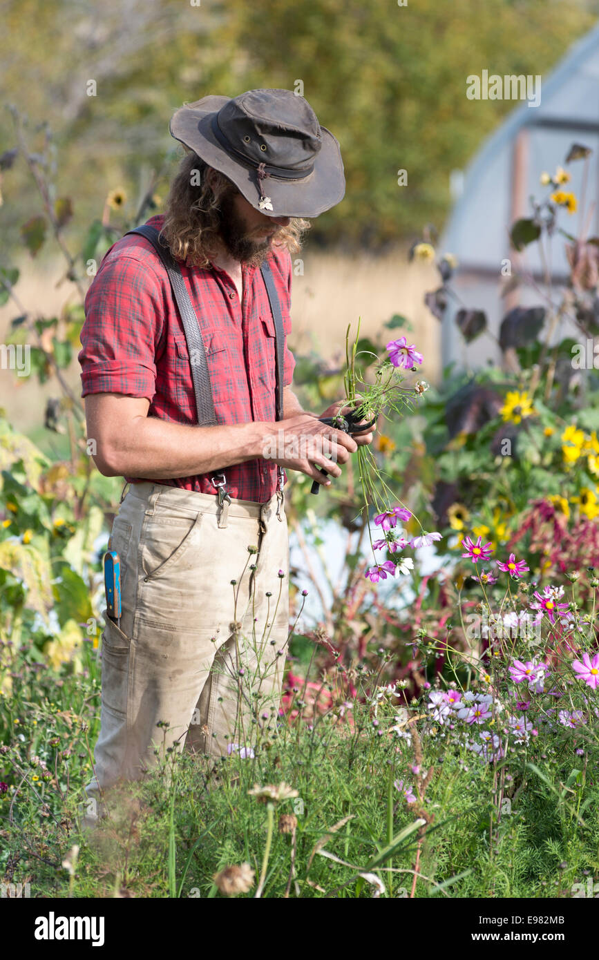 Harvesting flowers hi-res stock photography and images - Alamy