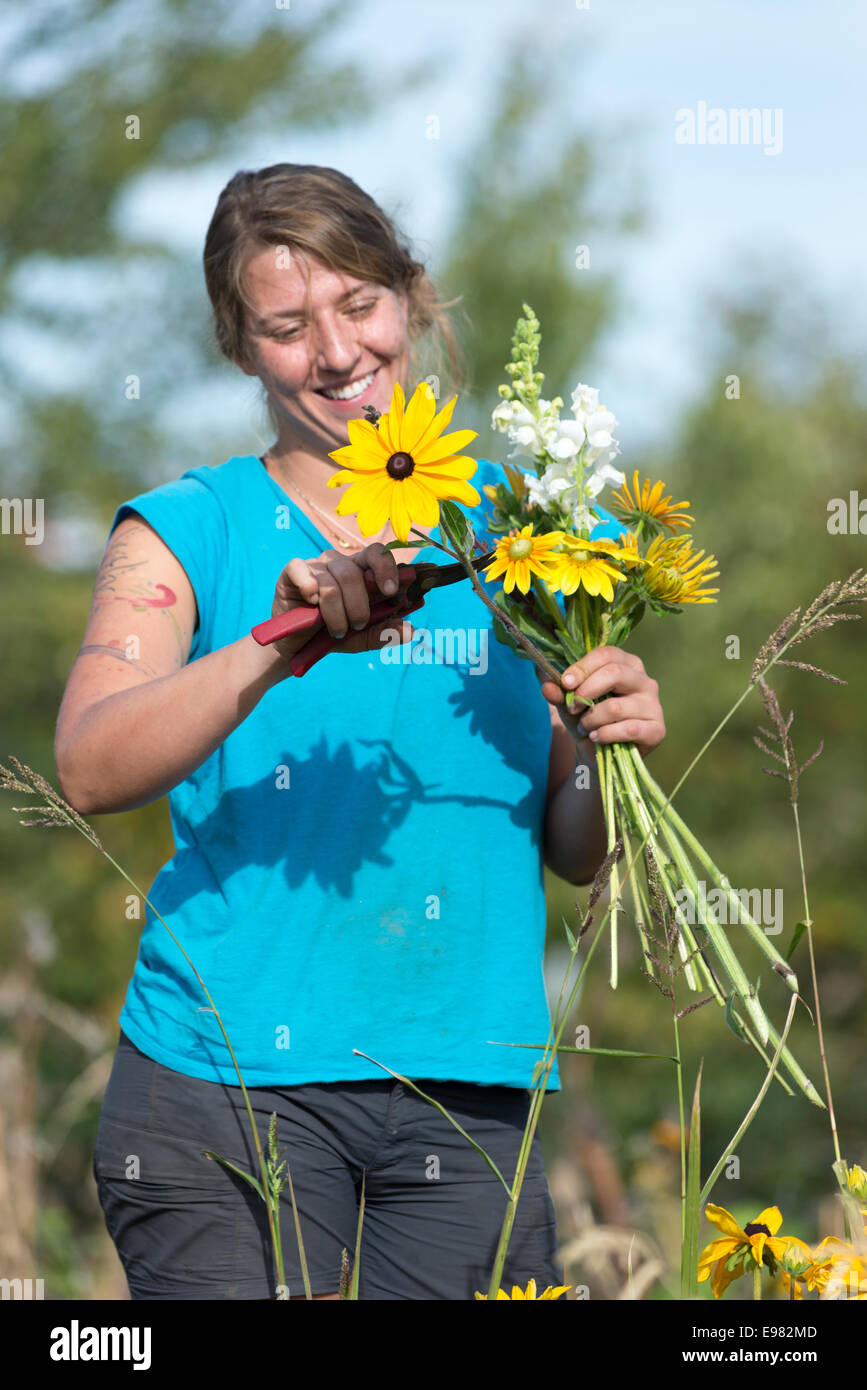 Harvesting flowers on a farm in Oregon's Wallowa Valley Stock Photo - Alamy