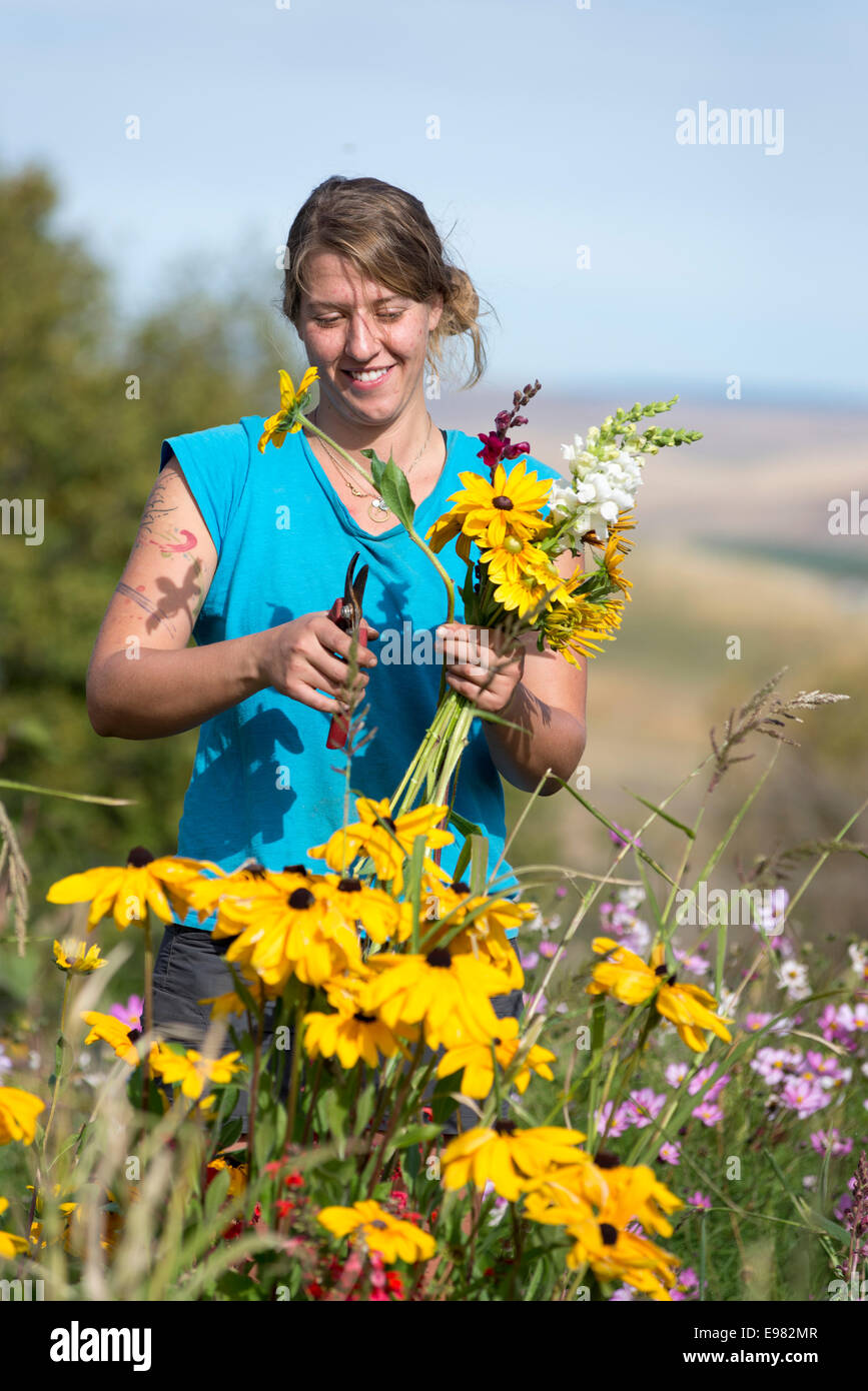 Harvesting flowers on a farm in Oregon's Wallowa Valley Stock Photo - Alamy