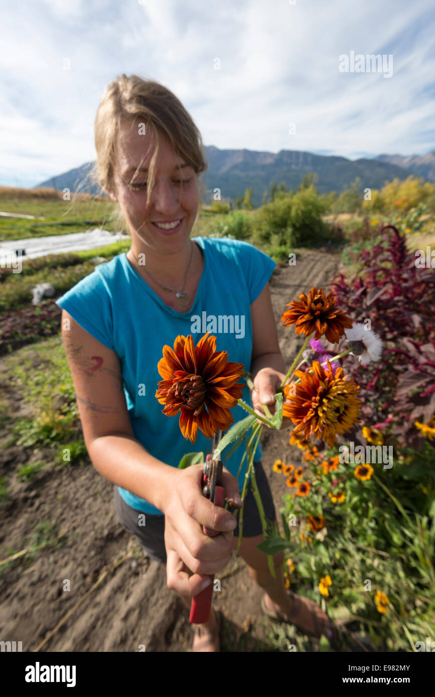 Harvesting flowers on a farm in Oregon's Wallowa Valley Stock Photo - Alamy
