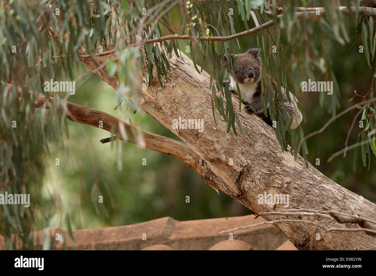 Koalas climbing hi-res stock photography and images - Alamy