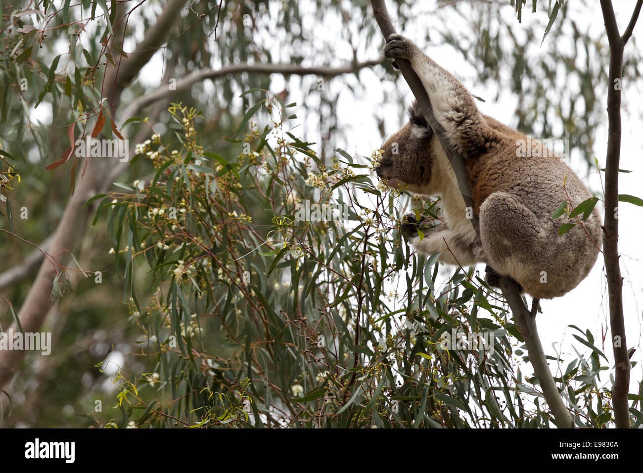 Koala active in gumtree Stock Photo - Alamy