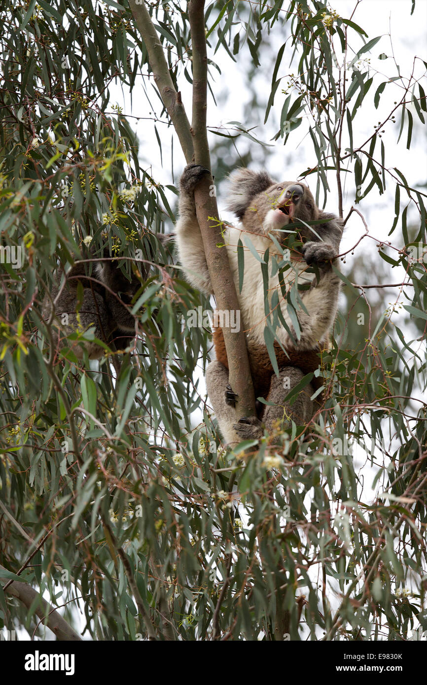 Koalas in trees hi-res stock photography and images - Alamy