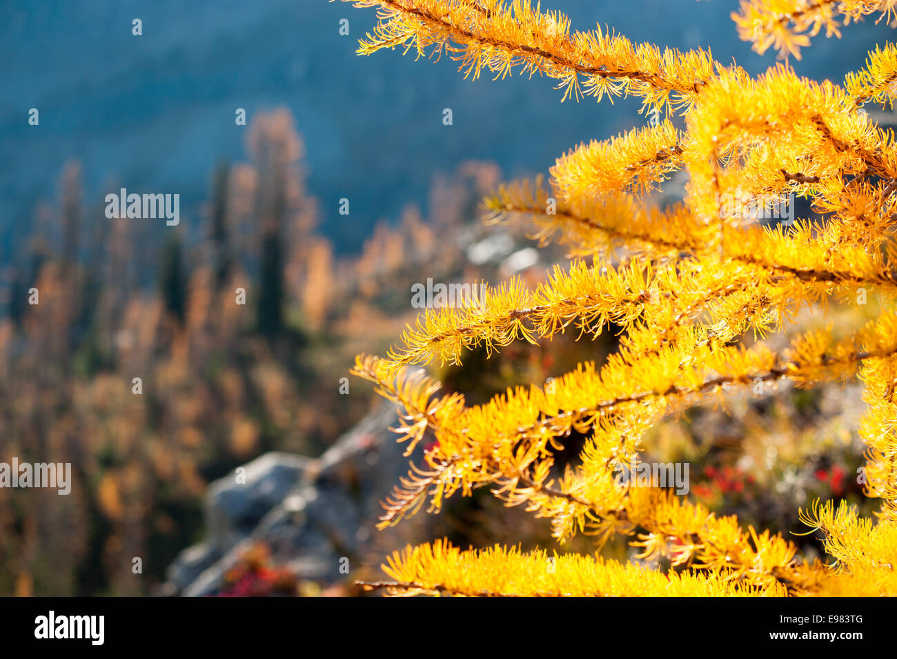 Larch needle hi-res stock photography and images - Alamy