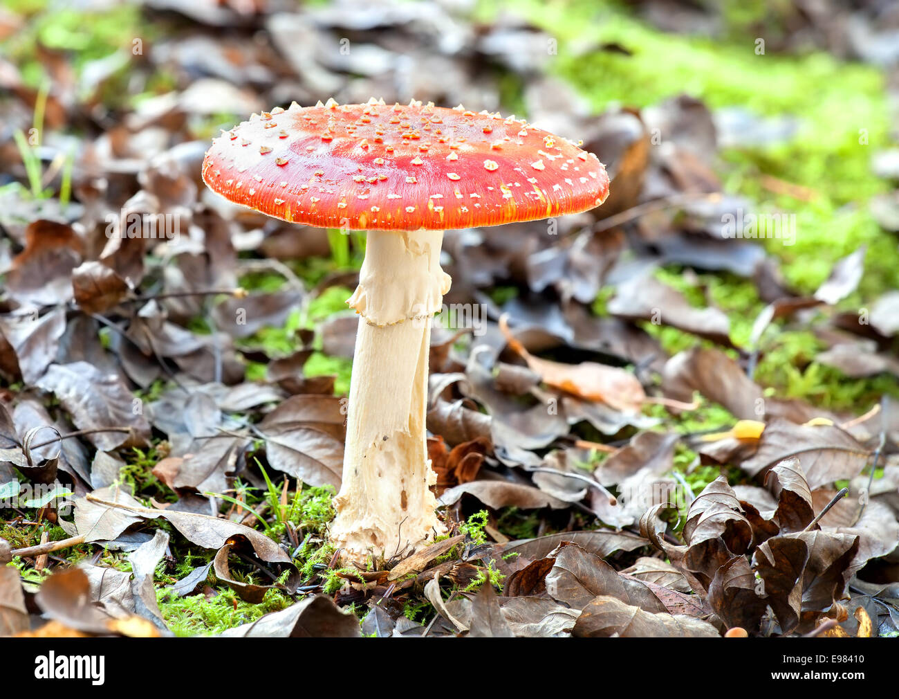 Toadstool hi-res stock photography and images - Alamy