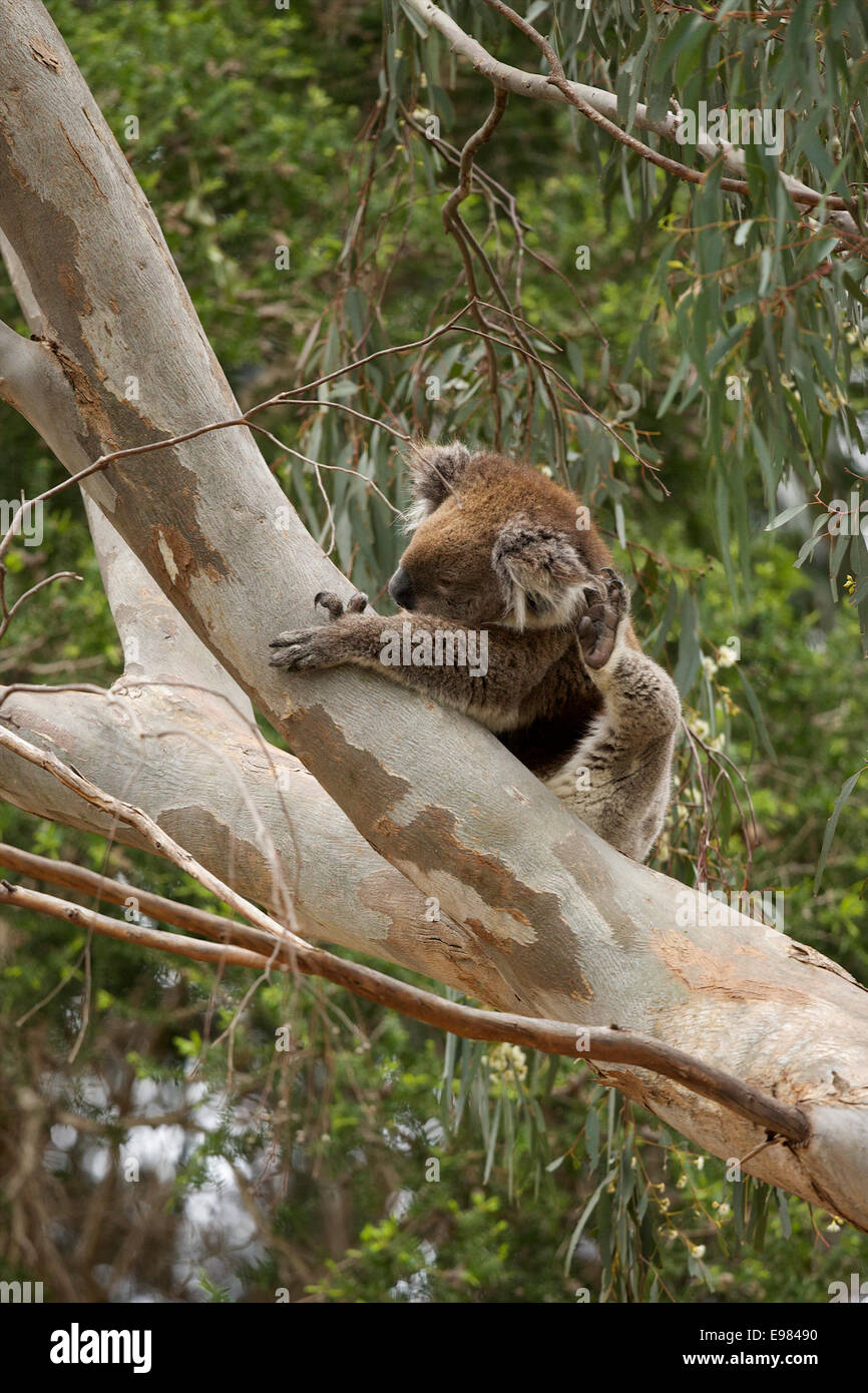 Koala Active In Gumtree Stock Photo Alamy