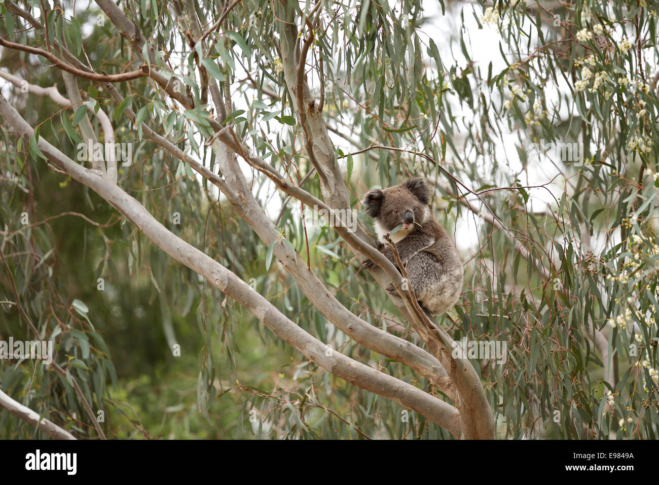koala-active-in-gumtree-stock-photo-alamy