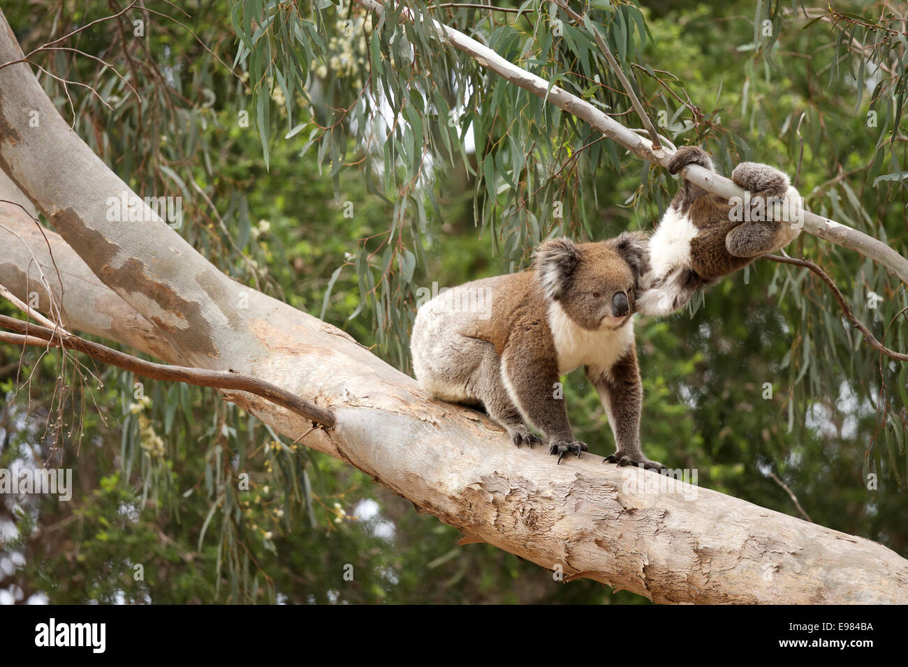 Koala mother and baby in tree Stock Photo - Alamy