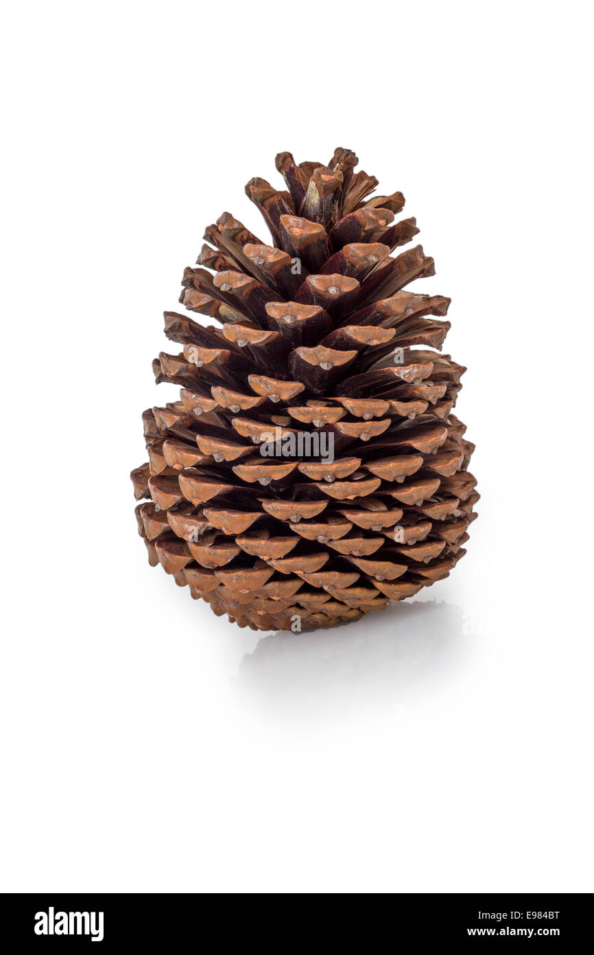 Fir cone isolated on hi-res stock photography and images - Alamy