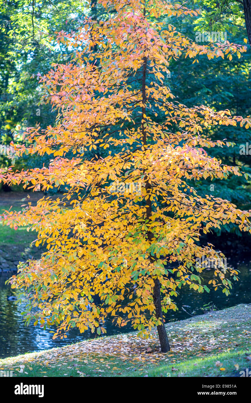 Black gum leaves hi-res stock photography and images - Alamy