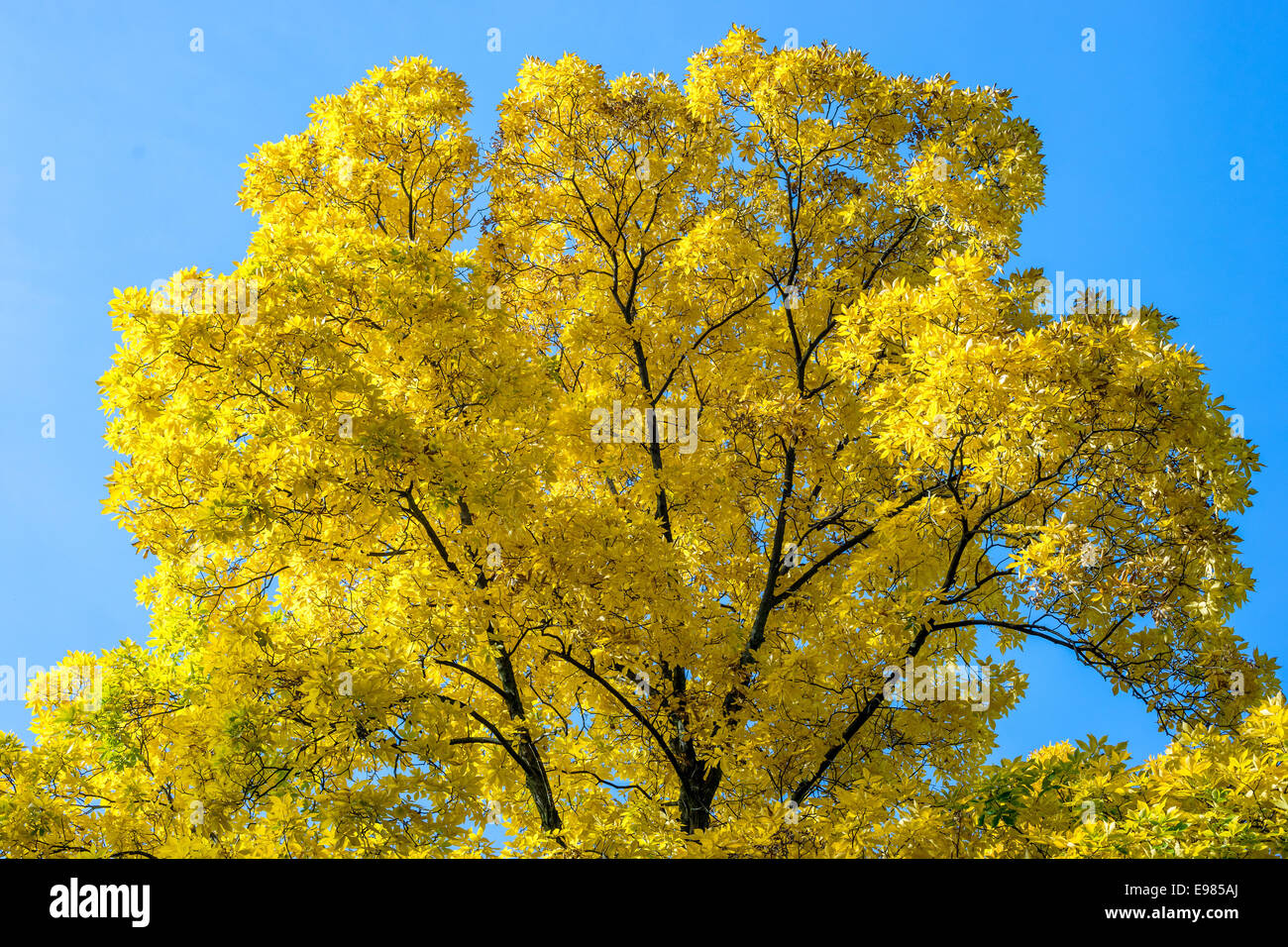 Old yellow tree hi-res stock photography and images - Alamy
