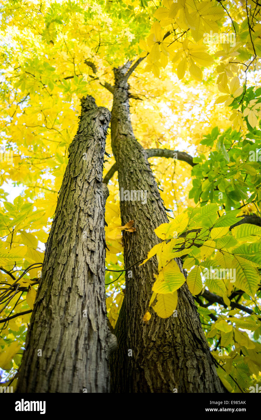 Old shagbark tree hicory tree with yellow leaves in autumn Carya ...