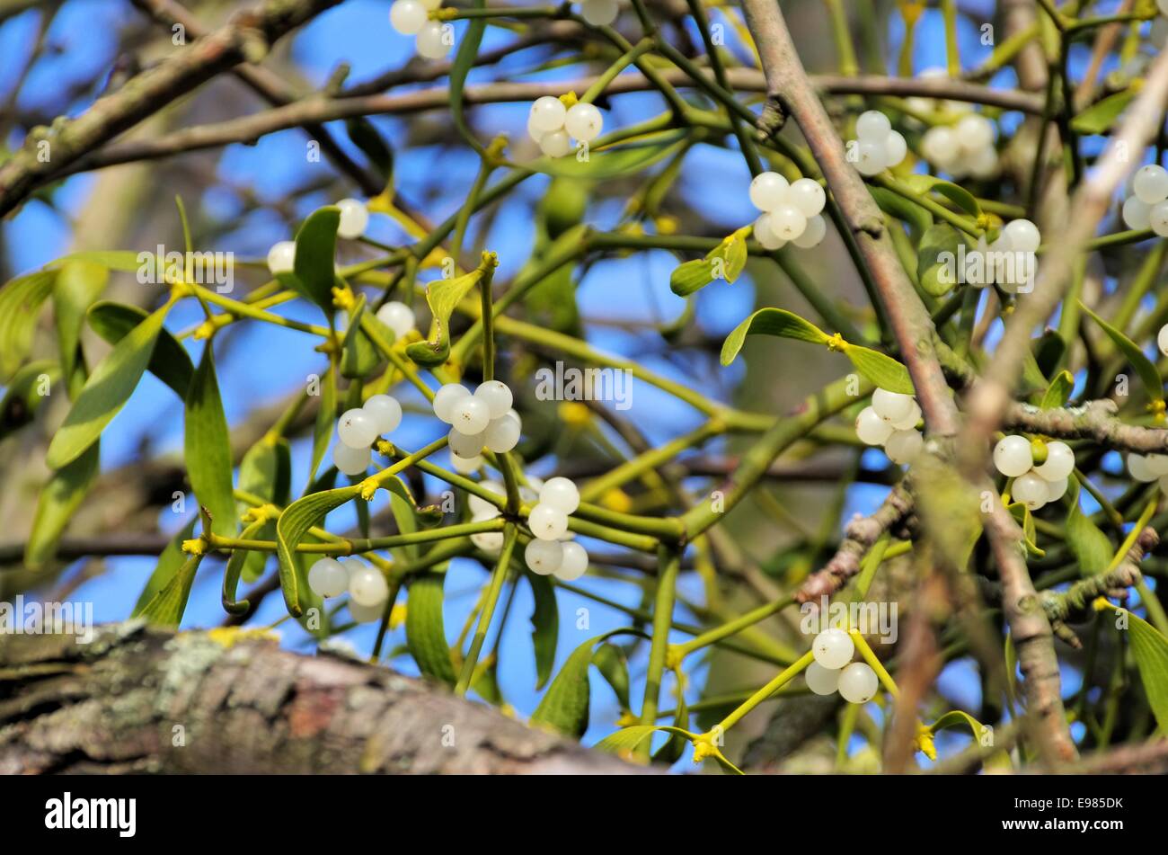 Mistletoe tree hi-res stock photography and images - Alamy