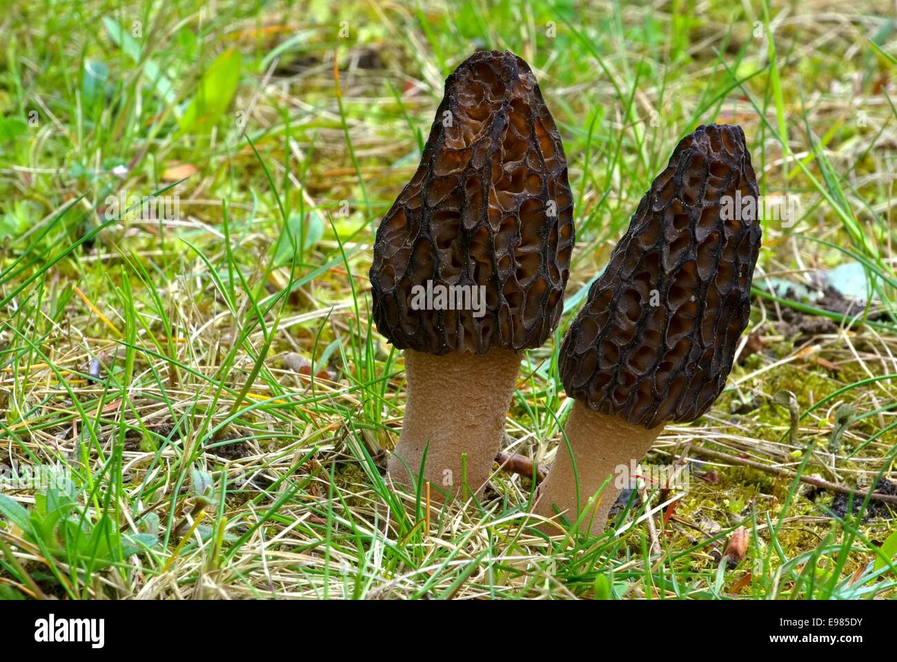 Morel fungi hi-res stock photography and images - Alamy