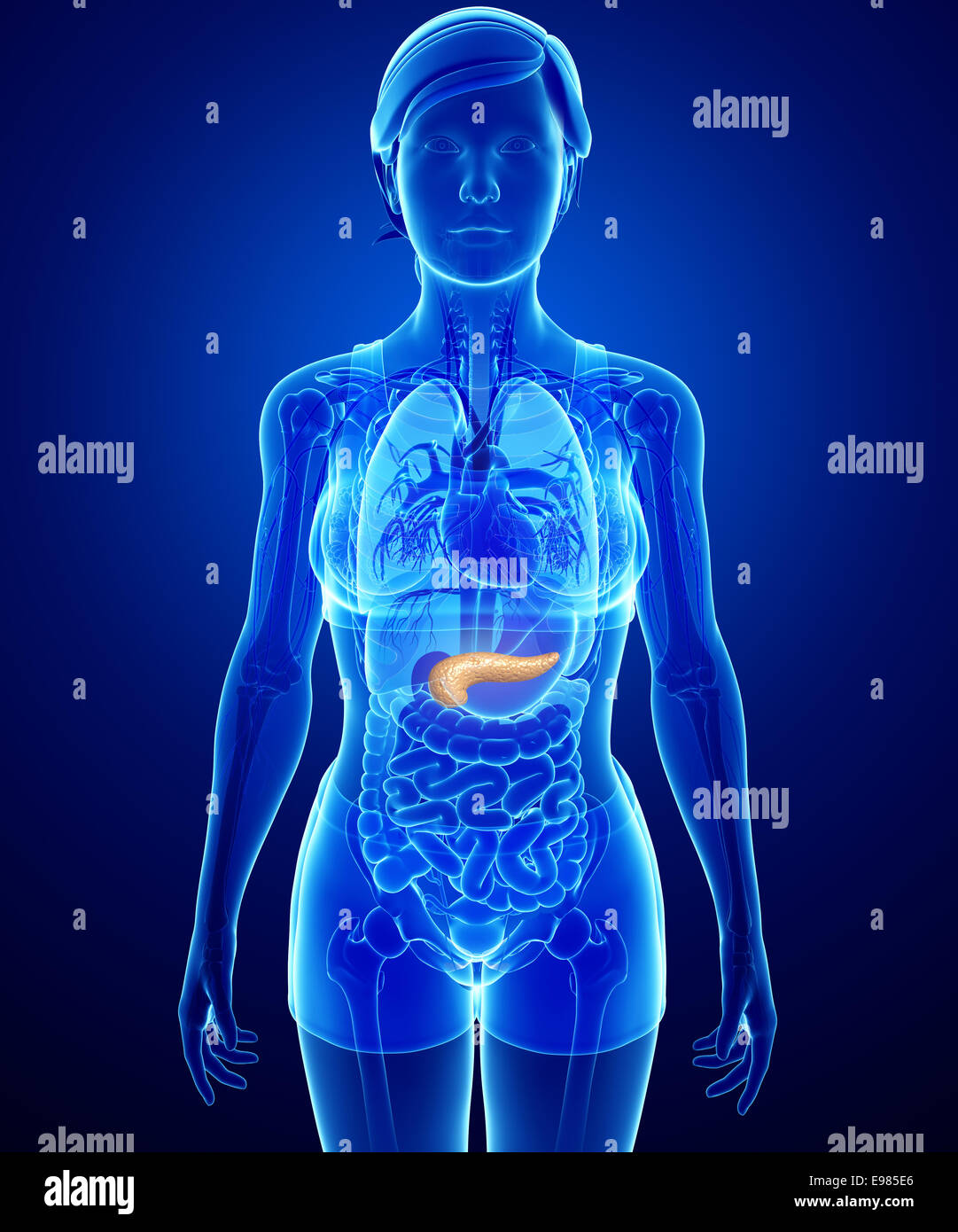 Endocrine system male female hi-res stock photography and images - Alamy