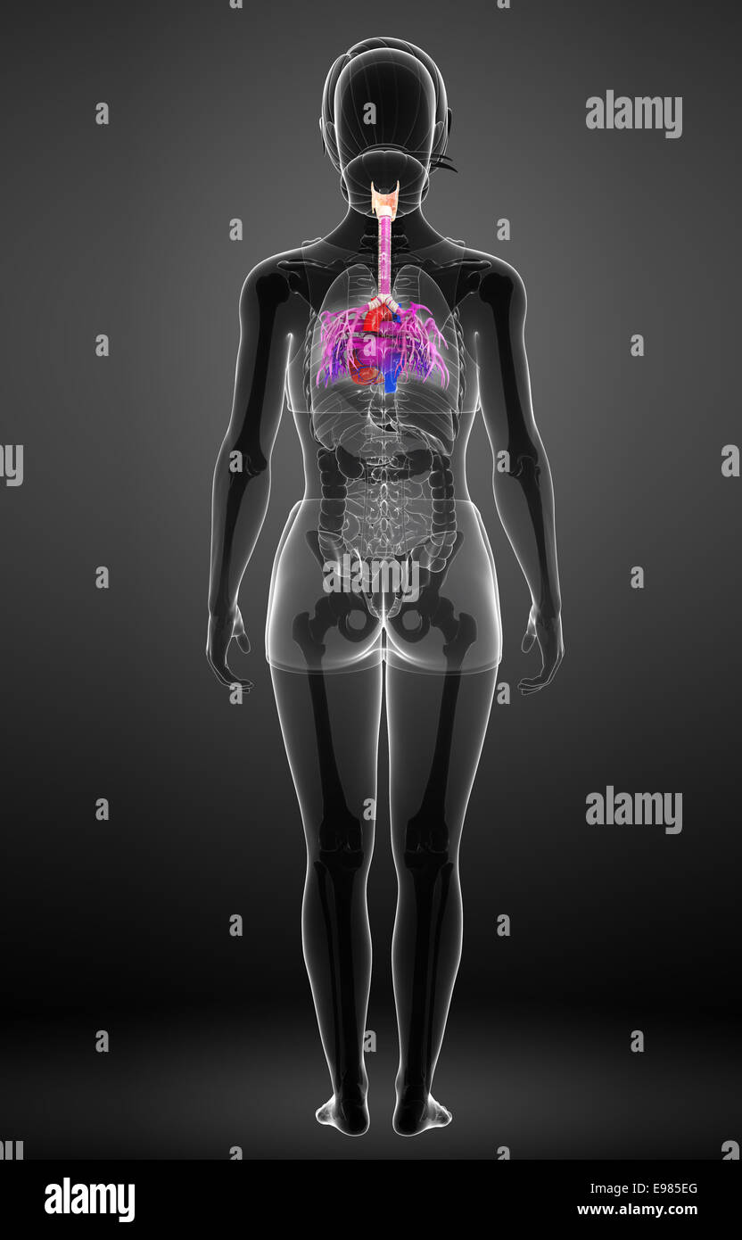 Illustration of Female heart anatomy Stock Photo - Alamy
