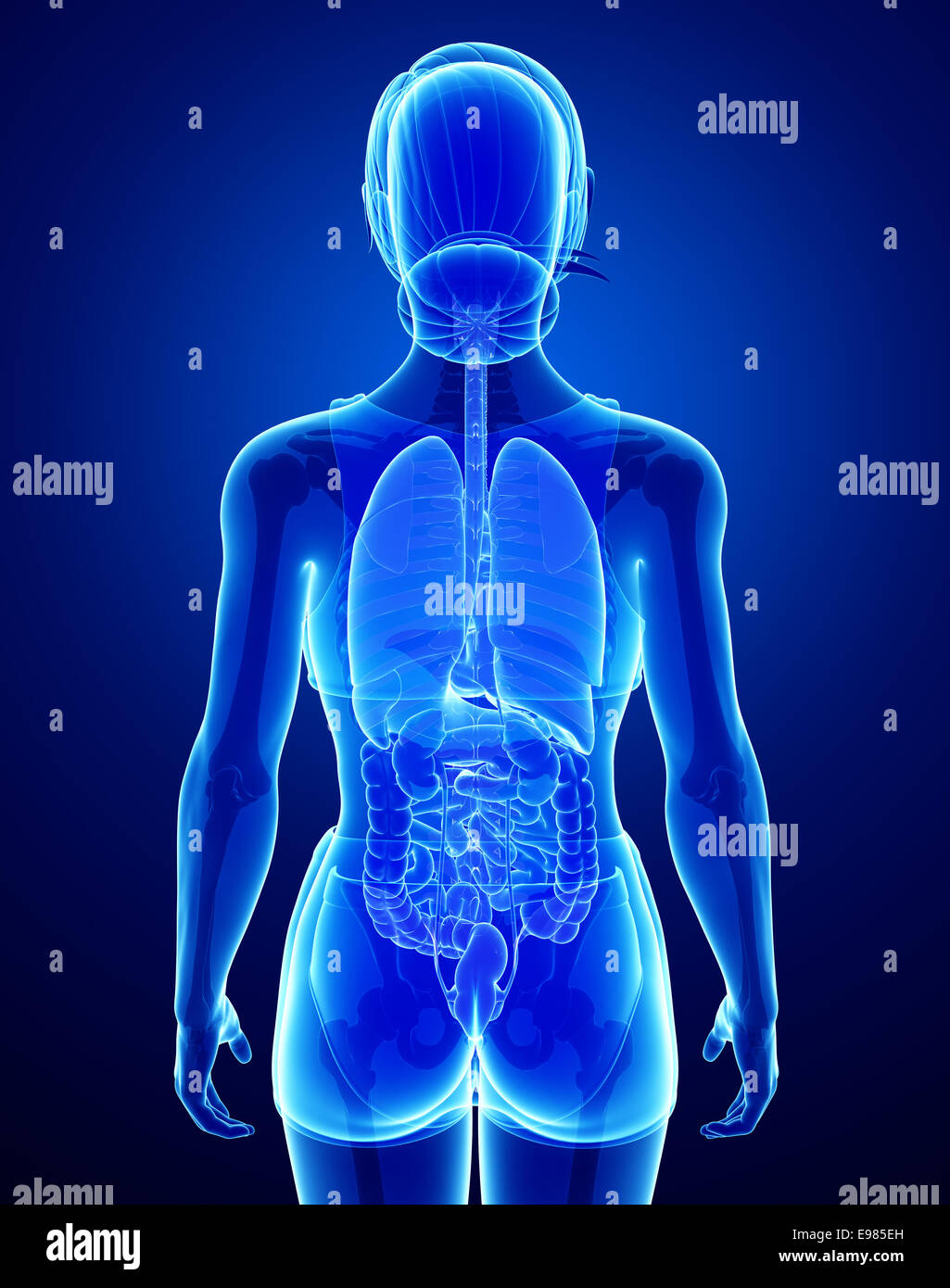 Illustration of female x ray digestive system Stock Photo - Alamy