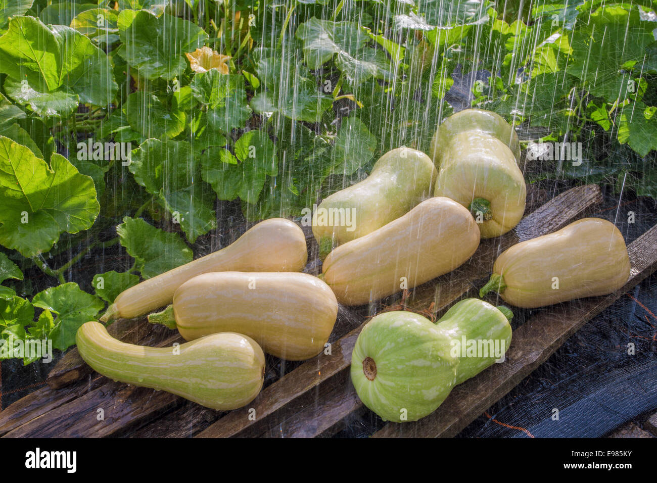 Rain falling on summer squashes Stock Photo - Alamy