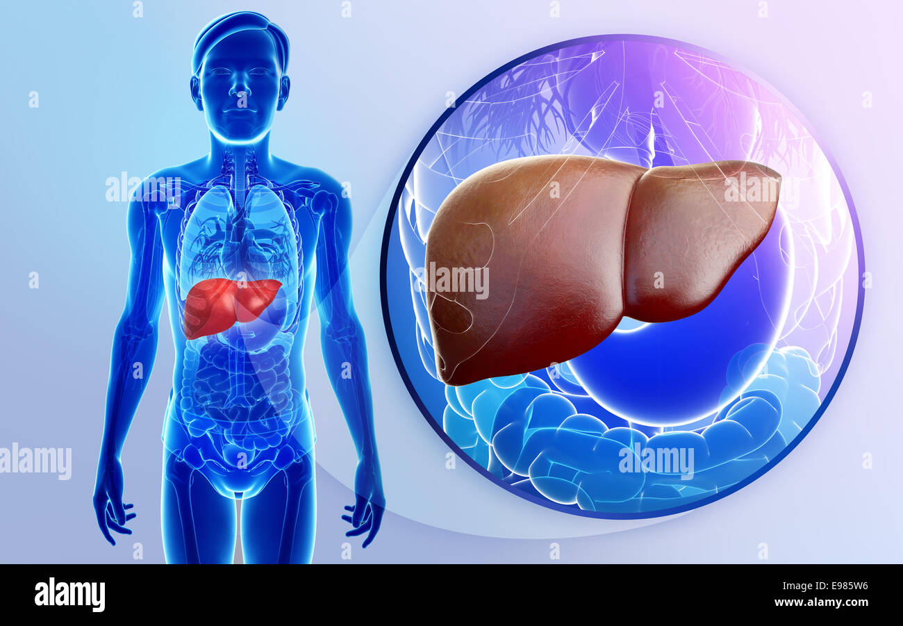3d rendered illustration of human body anatomy Stock Photo - Alamy