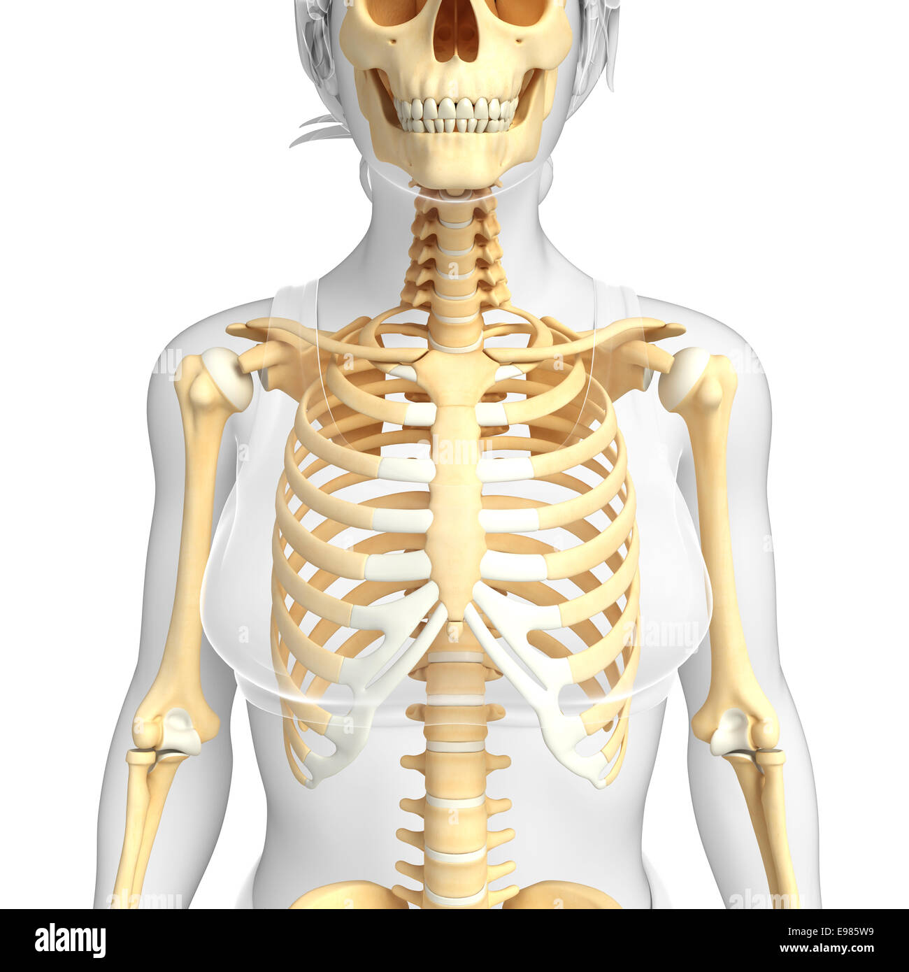 Illustration of human front view skeleton Stock Photo - Alamy
