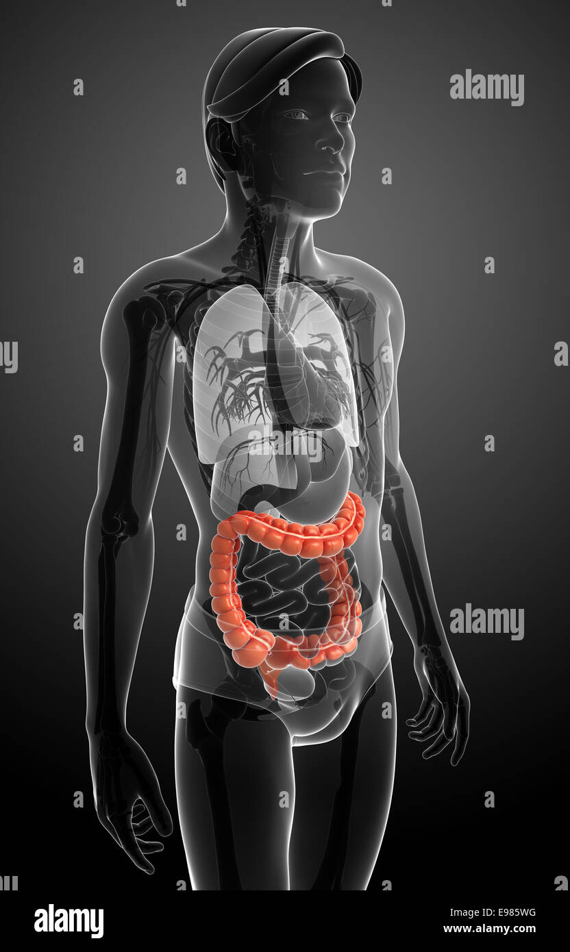 Illustration of Male large intestine anatomy Stock Photo - Alamy