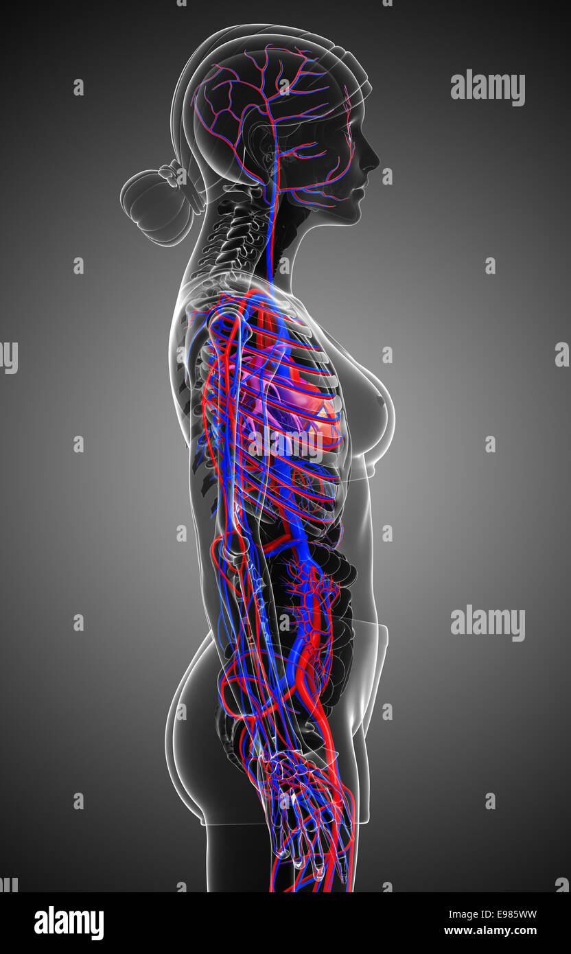 Female circulatory system hi-res stock photography and images - Alamy
