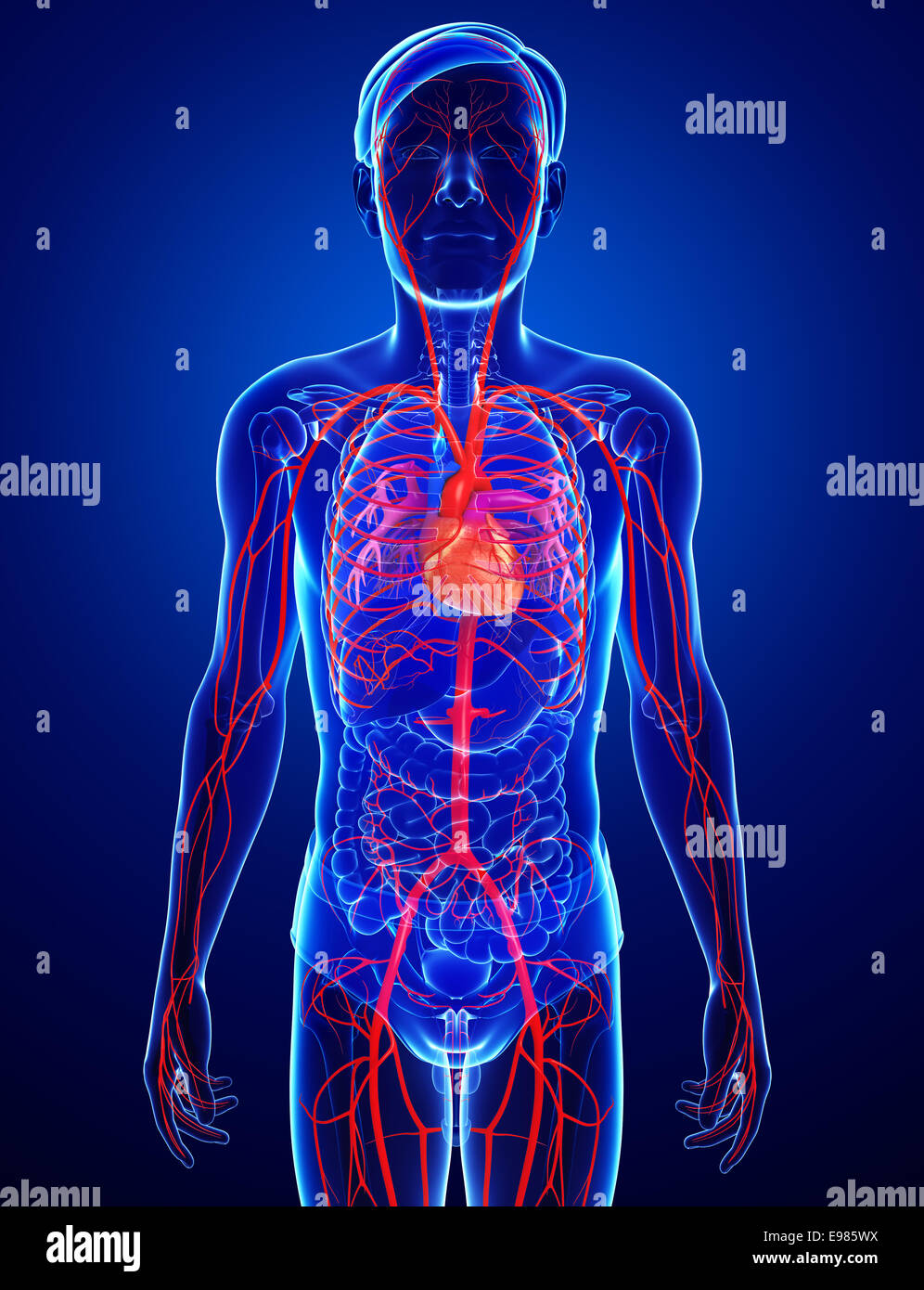 Illustration of Male arteries artwork Stock Photo - Alamy